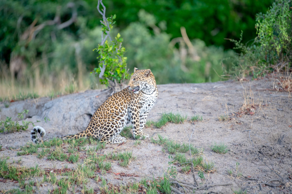 Leopard | Air Adventure Golf